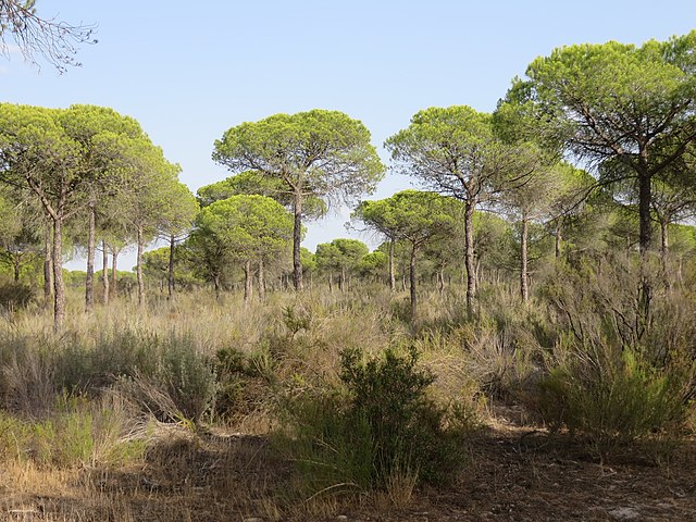 Pinus pinea